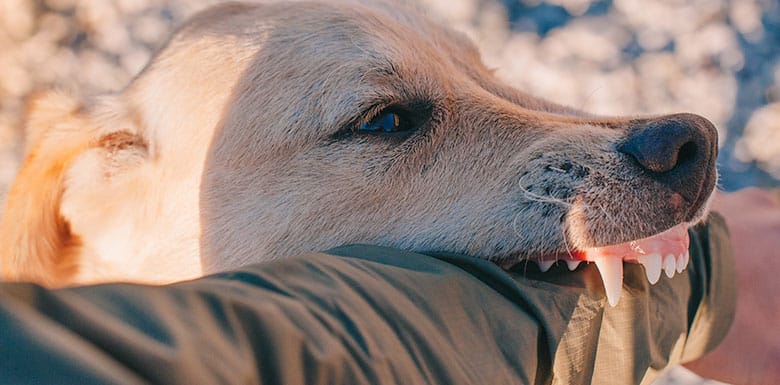 Dog Bite Injuries While Working in Someone's Home | Kisling, Nestico ...